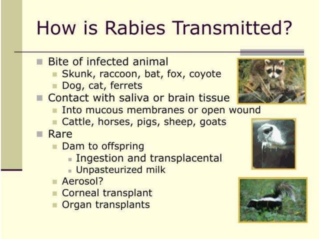 Rabies in pigs | PPTX | Infectious Diseases | Diseases and Conditions