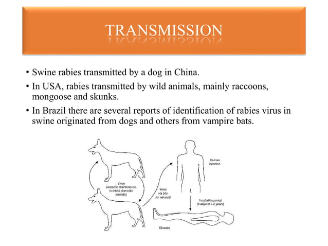 Rabies in pigs | PPTX | Infectious Diseases | Diseases and Conditions