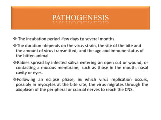 Rabies in pigs | PPTX
