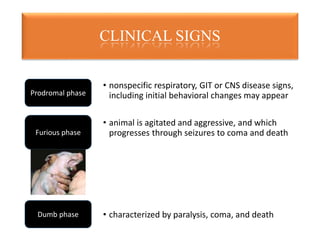 Rabies in pigs | PPTX