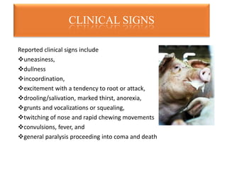 Rabies in pigs | PPTX