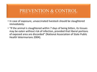 Rabies in pigs | PPTX