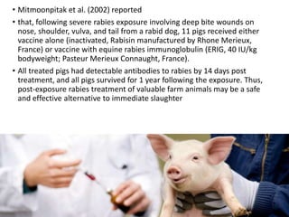 Rabies in pigs | PPTX