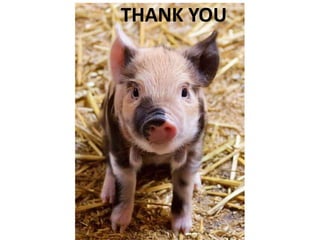 Rabies in pigs | PPTX