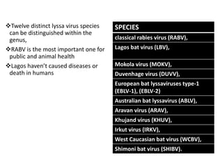 Rabies in pigs | PPTX | Infectious Diseases | Diseases and Conditions