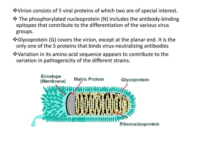 Rabies in pigs | PPTX | Infectious Diseases | Diseases and Conditions