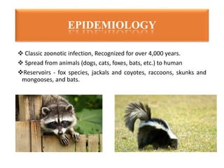 Rabies in pigs | PPTX