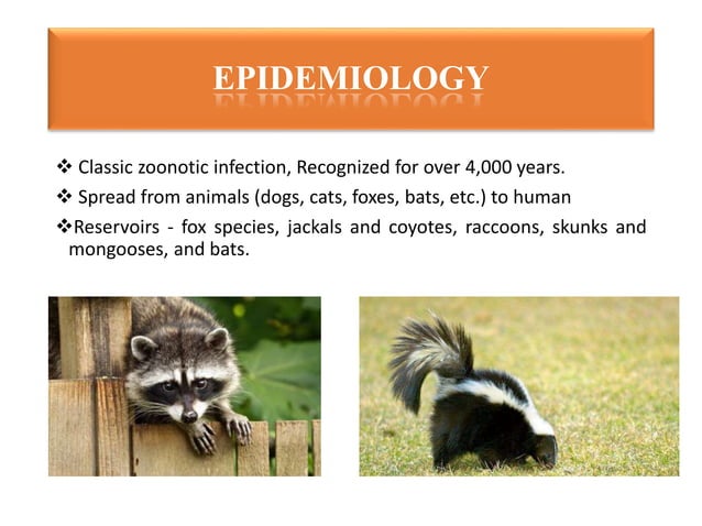 Rabies in pigs | PPTX | Infectious Diseases | Diseases and Conditions