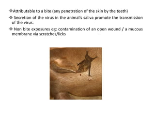 Rabies in pigs | PPTX