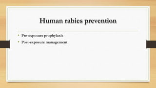 Rabies Lecture (infection) | PPTX