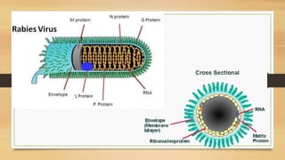 Rabies Lecture (infection) | PPTX