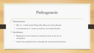 Rabies Lecture (infection) | PPTX