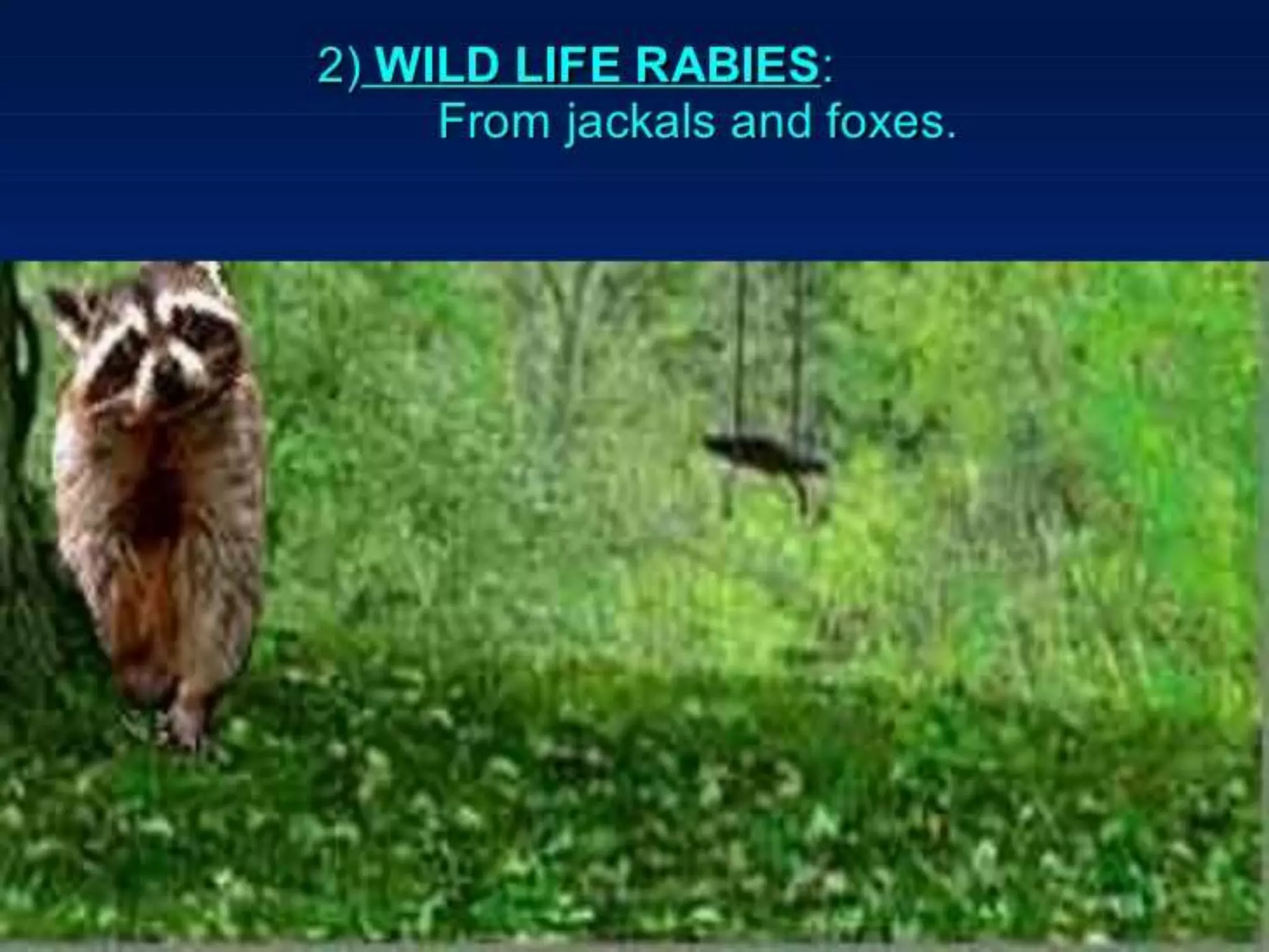Rabies Lecture | PPT