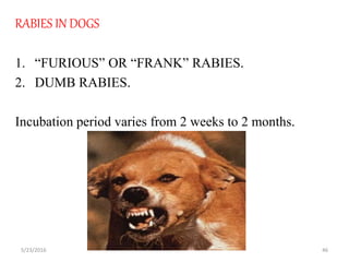 Rabies main prabhat | PPTX
