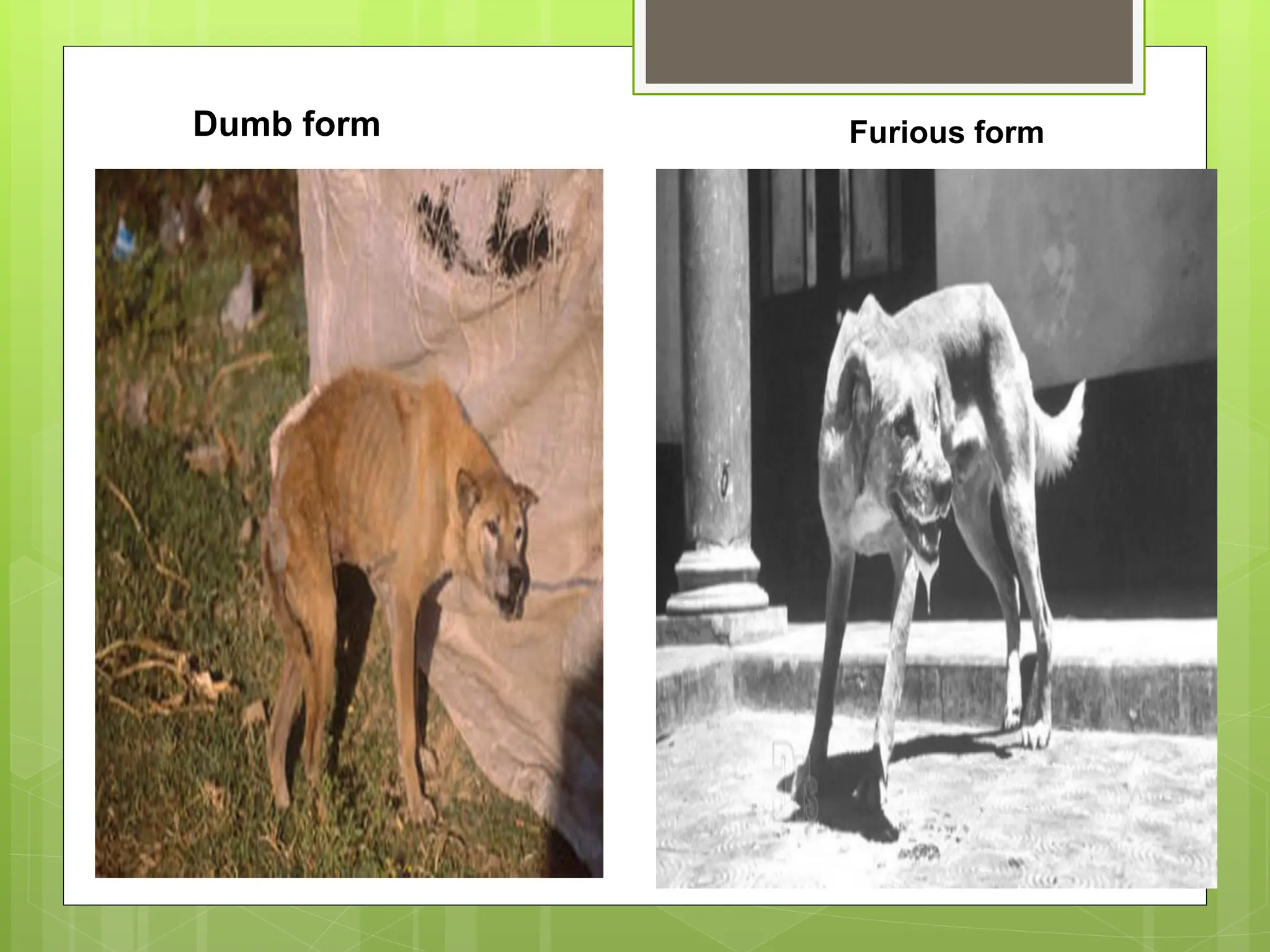 Rabies Pathology . Rabies causes treatment | PDF