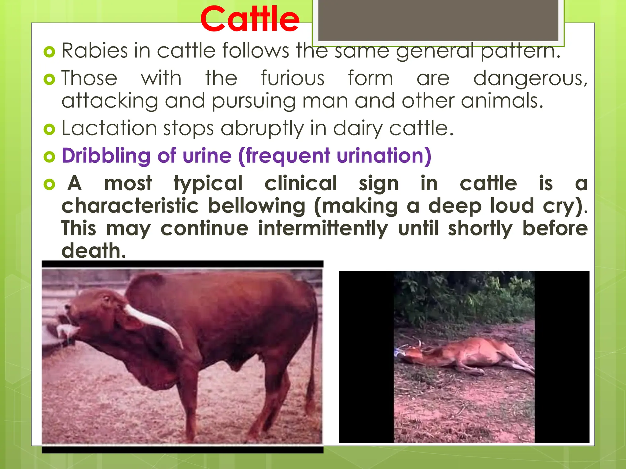 Rabies Pathology . Rabies causes treatment | PDF