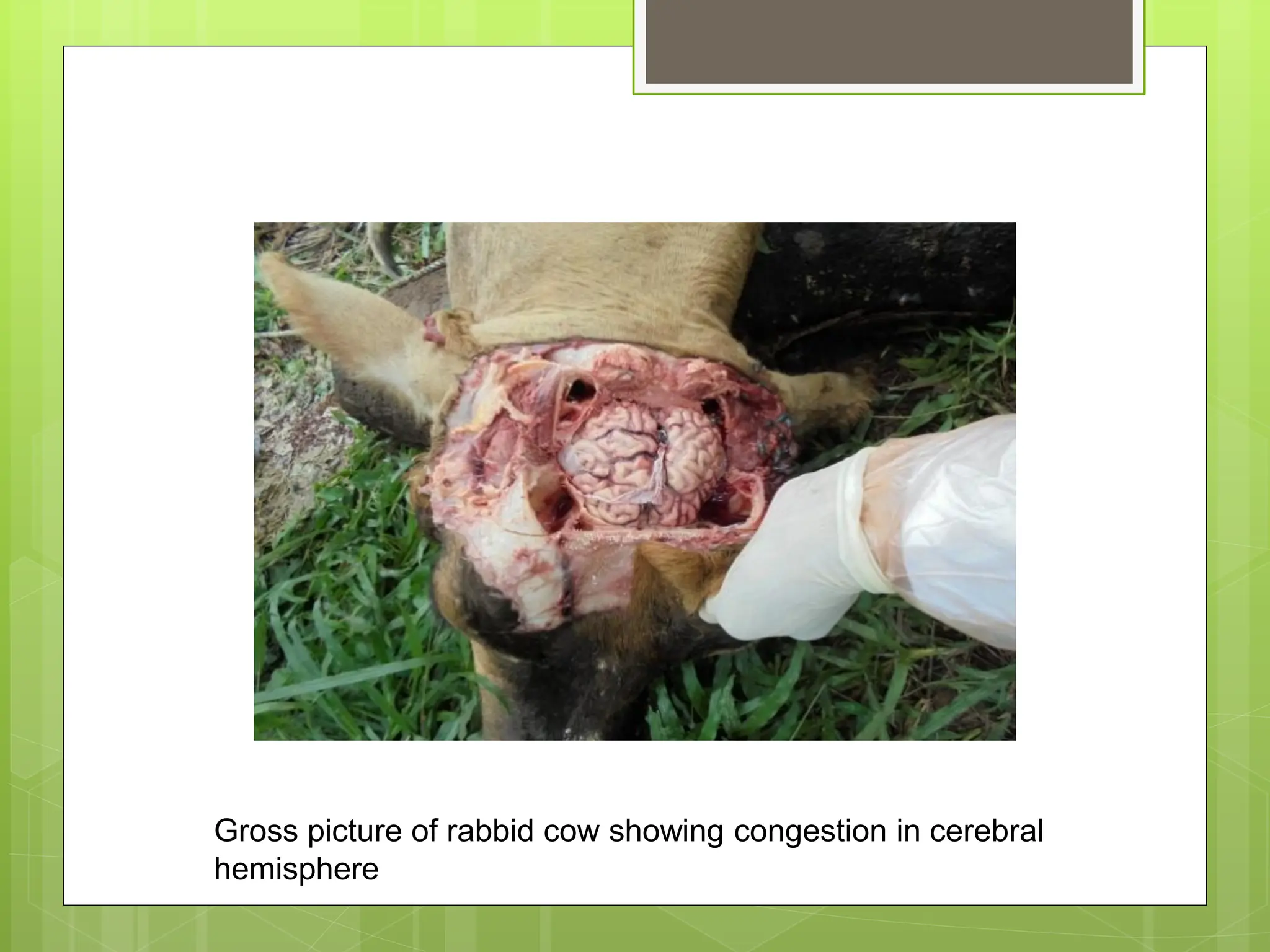 Rabies Pathology . Rabies causes treatment | PDF