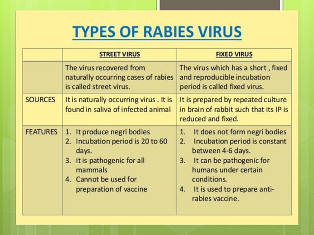 Rabies Pathology . Rabies causes treatment | PDF | Brain and Nervous ...