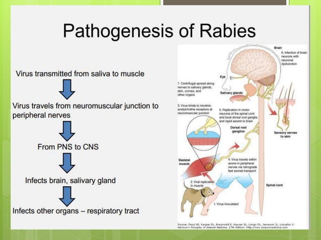 Rabies Pathology . Rabies causes treatment | PDF | Brain and Nervous ...