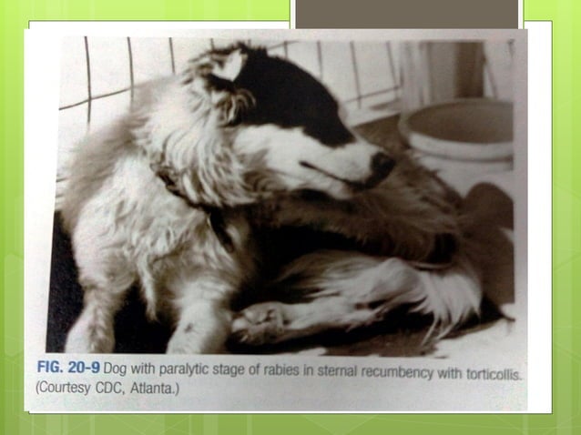 Rabies Pathology . Rabies causes treatment | PDF | Brain and Nervous ...