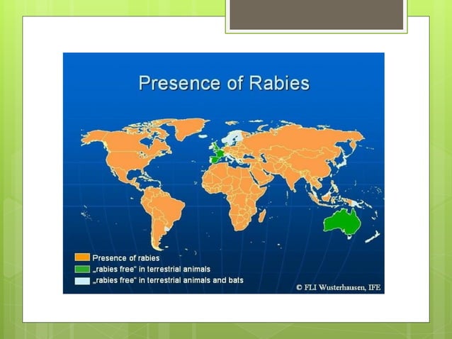 Rabies Pathology . Rabies causes treatment | PDF | Brain and Nervous ...