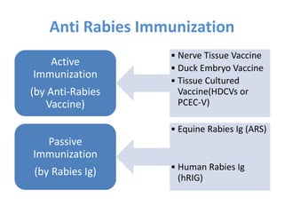 Rabies-P&C | PPTX | Infectious Diseases | Diseases and Conditions