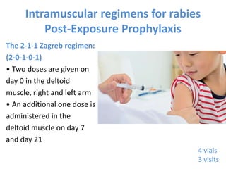 Rabies-P&C | PPTX | Infectious Diseases | Diseases and Conditions