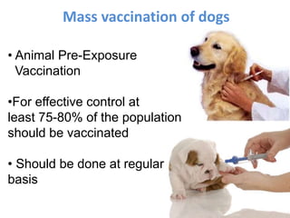 Rabies-P&C | PPTX | Infectious Diseases | Diseases and Conditions