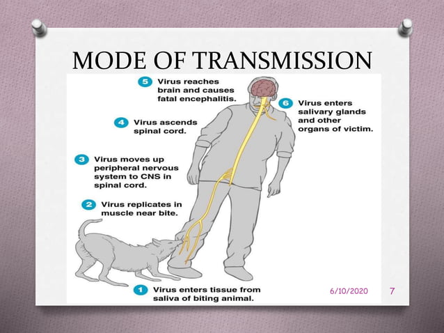 RABIES MANAGEMENT | PPTX