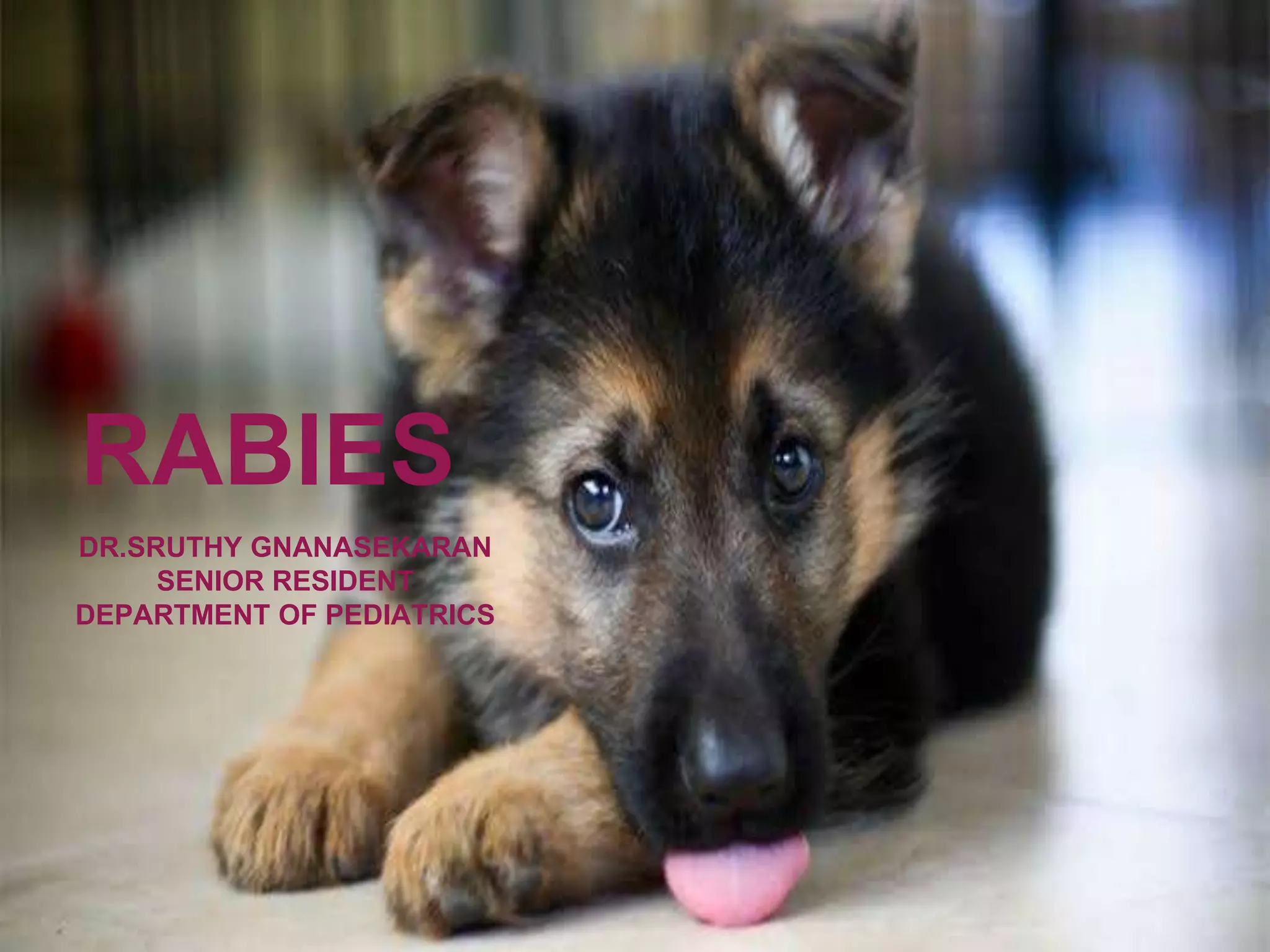 Rabies ppt | PPT