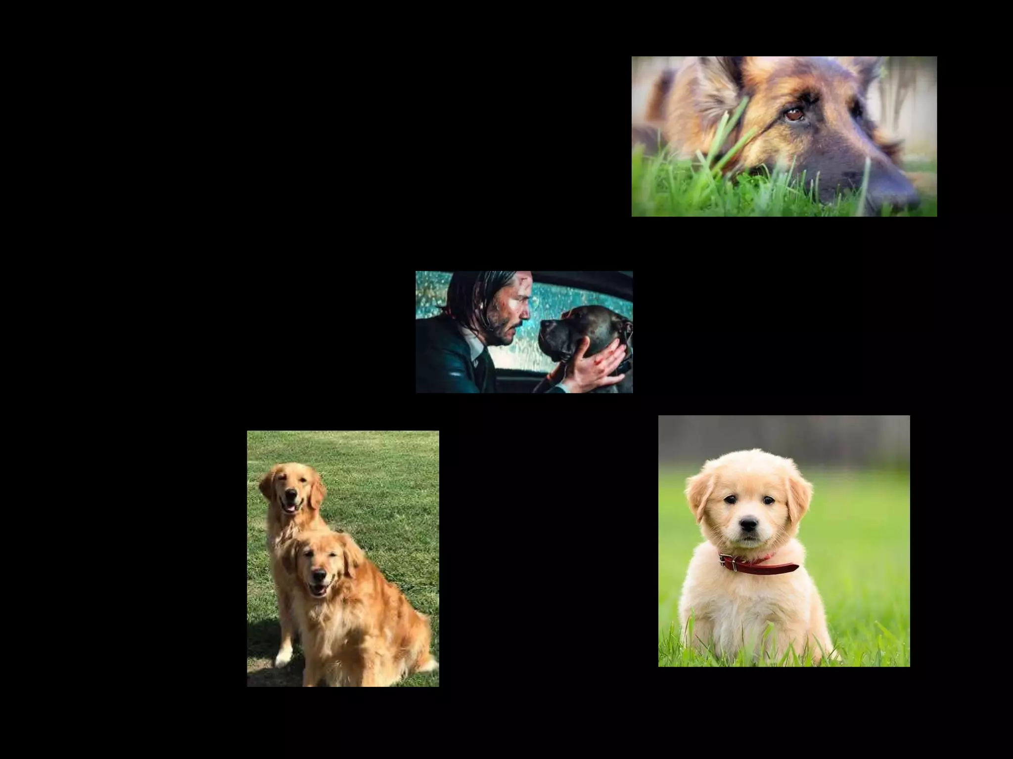 Rabies ppt | PPT