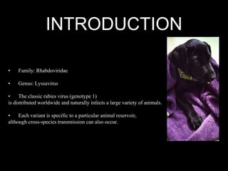 Rabies ppt | PPT