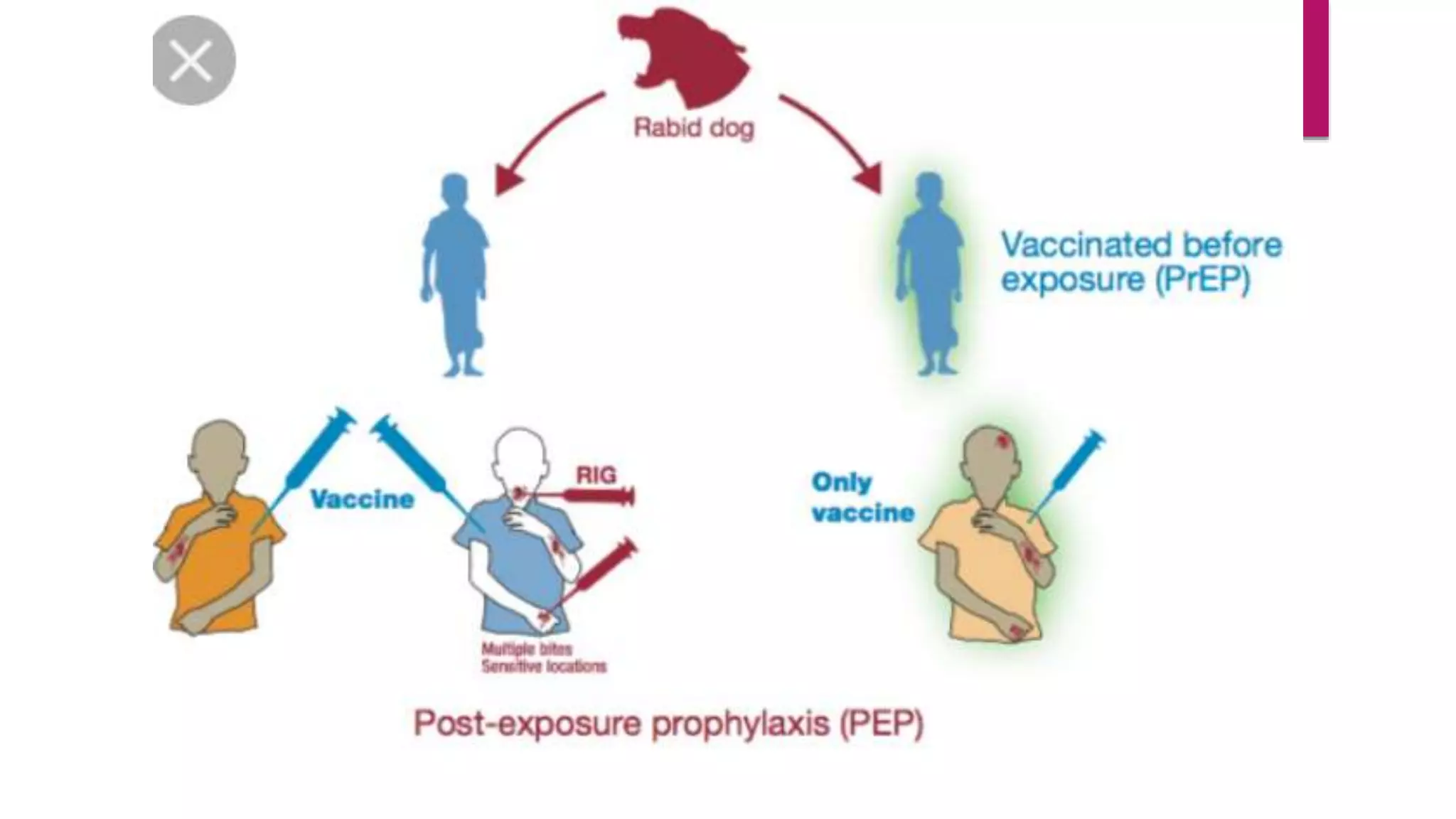 Rabies vaccine ppt | PPT