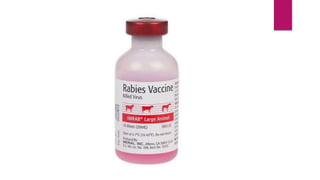 Rabies vaccine ppt | PPTX