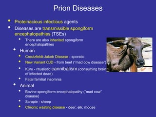 Rabies ppt.ppt