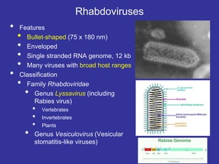 Rabies ppt.ppt