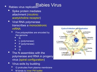 Rabies ppt.ppt