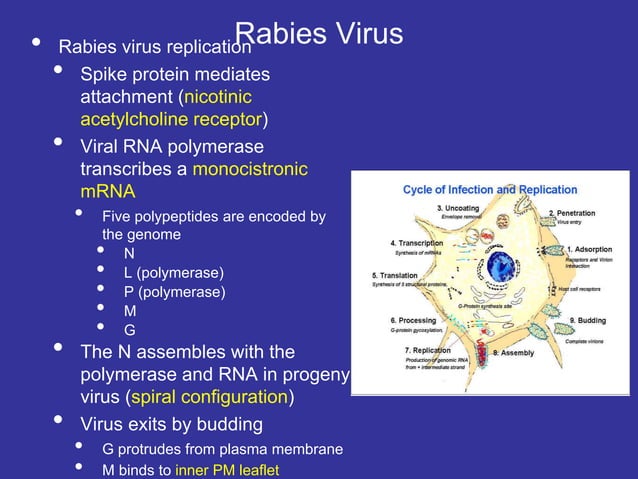 Rabies ppt.ppt | Infectious Diseases | Diseases and Conditions