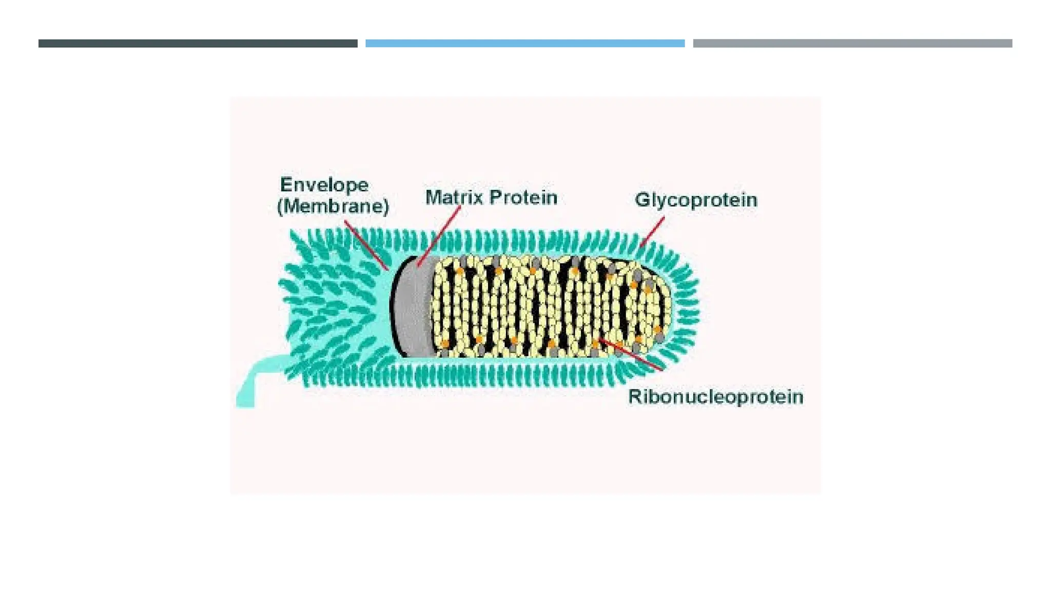 Rabies ppt. Definition, clinical features, epidemiology, treatment | PPTX