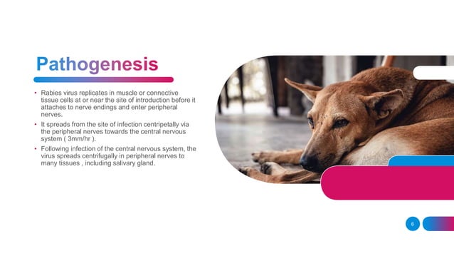 Rabies | PPT