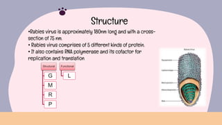 Rabies ,a deadly viral disease transmitted by the most beautiful beings ...