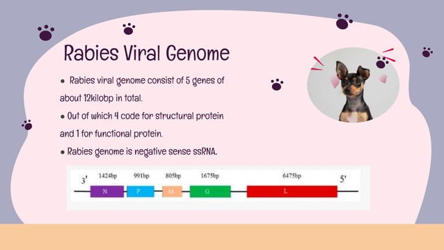 Rabies ,a deadly viral disease transmitted by the most beautiful beings ...