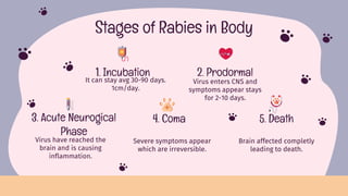 Rabies ,a deadly viral disease transmitted by the most beautiful beings ...