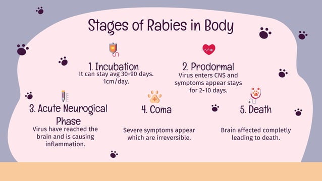 Rabies ,a deadly viral disease transmitted by the most beautiful beings ...