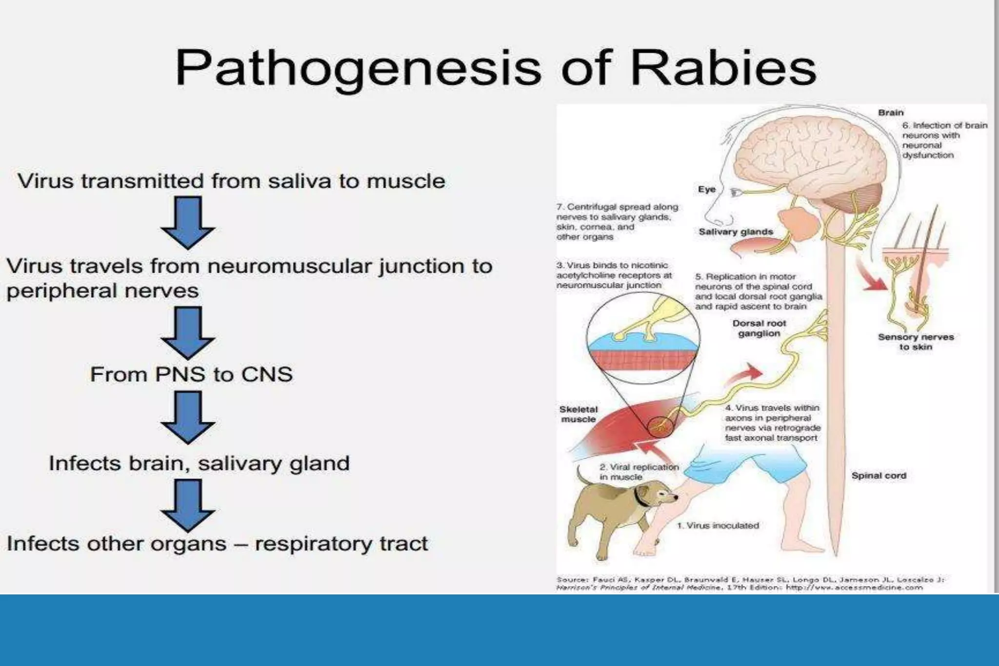 Rabies ppt rajesh | PPT