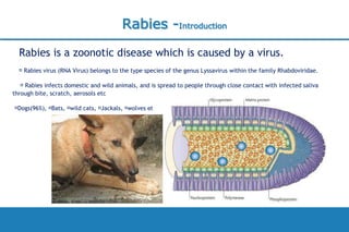 Rabies ppt rajesh | PPT