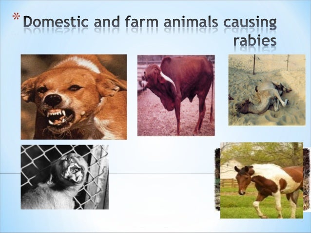 Rabies presentation
