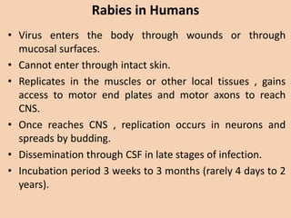 Rabies Presentation Dr. V. V. Limaye JC DIS PUNE.ppt
