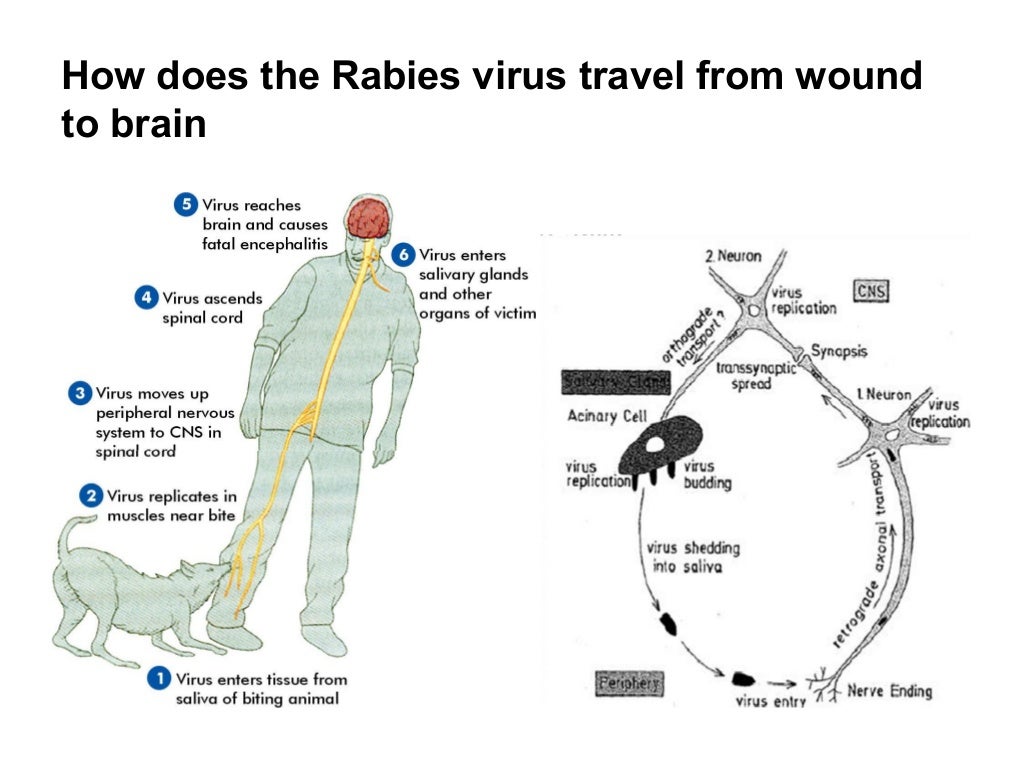 Rabies prevention