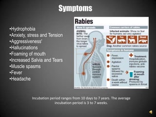 Rabies project | PPT